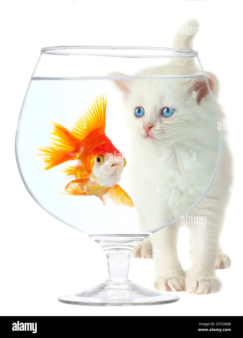 Fish staring Cut Out Stock Images & Pictures - Alamy