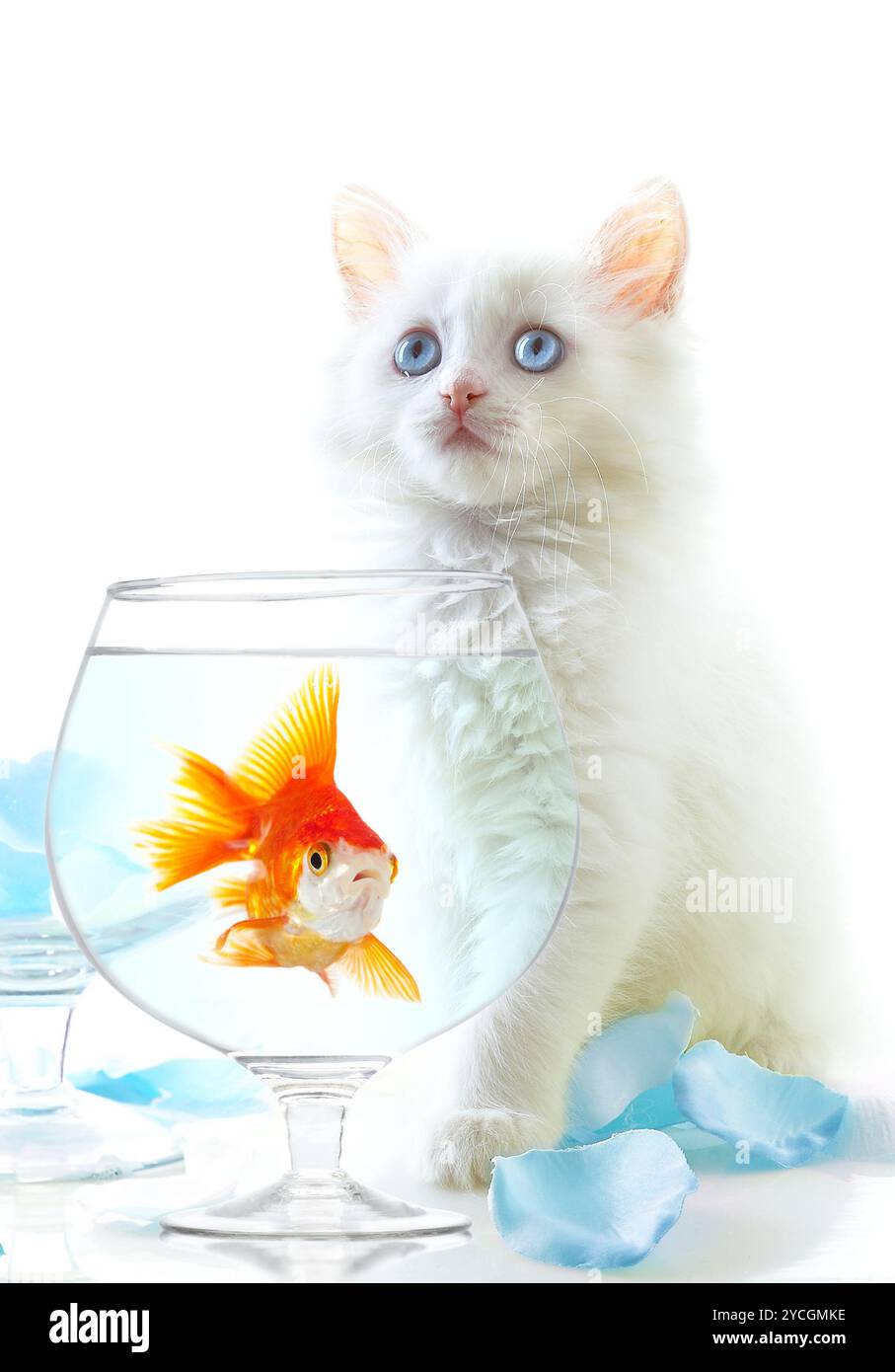 Kitten fish bowl hi-res stock photography and images - Alamy