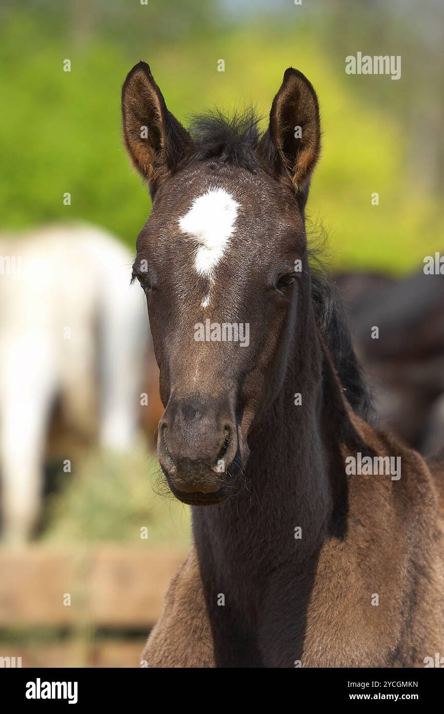 Thoroughbred mare with foal hi-res stock photography and images - Alamy