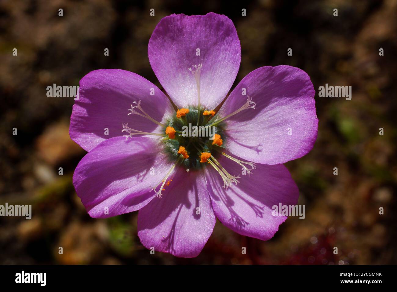 Pink flower of the carnivorous poppy-flowered sundew (Drosera ...