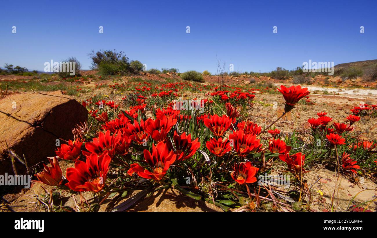 Flowering plant of the Karoo Gazania, Cape Gazania (Gazania rigida ...