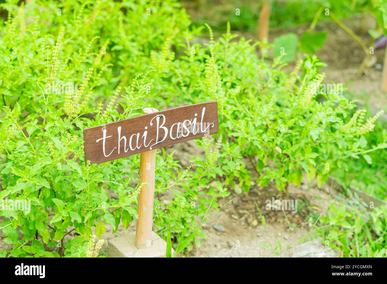 Plants labeled hi-res stock photography and images - Alamy