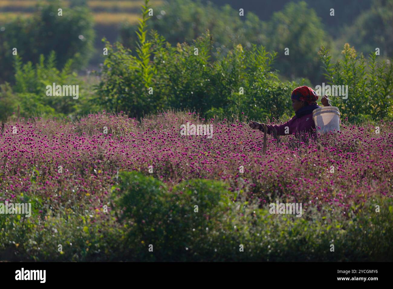 Makhamali flowers hi-res stock photography and images - Alamy