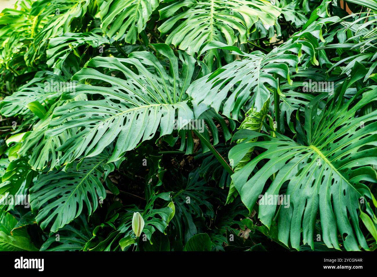 Vibrant jungle environment hi-res stock photography and images - Alamy