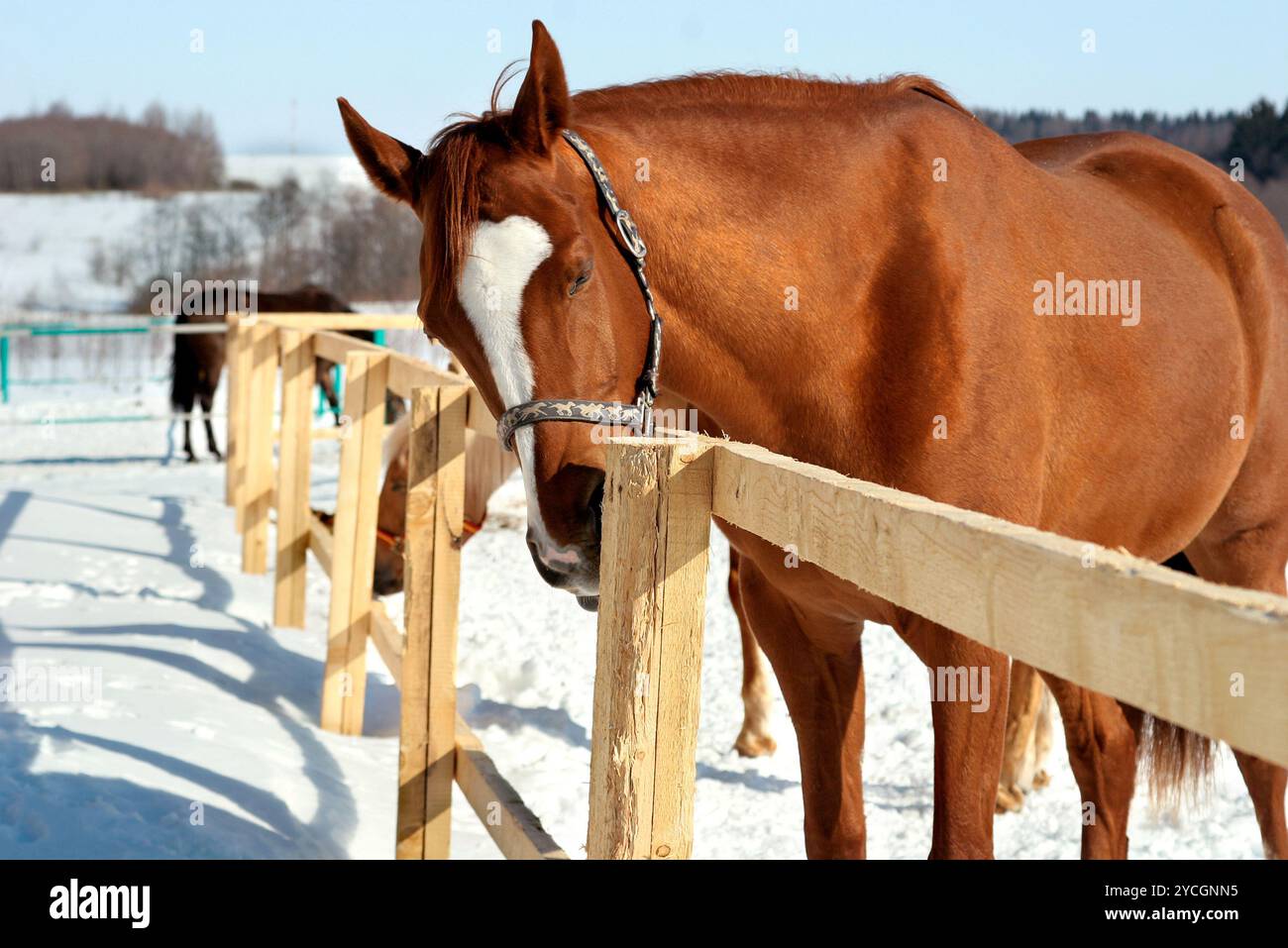 Two horses in a countryside Stock Photo - Alamy