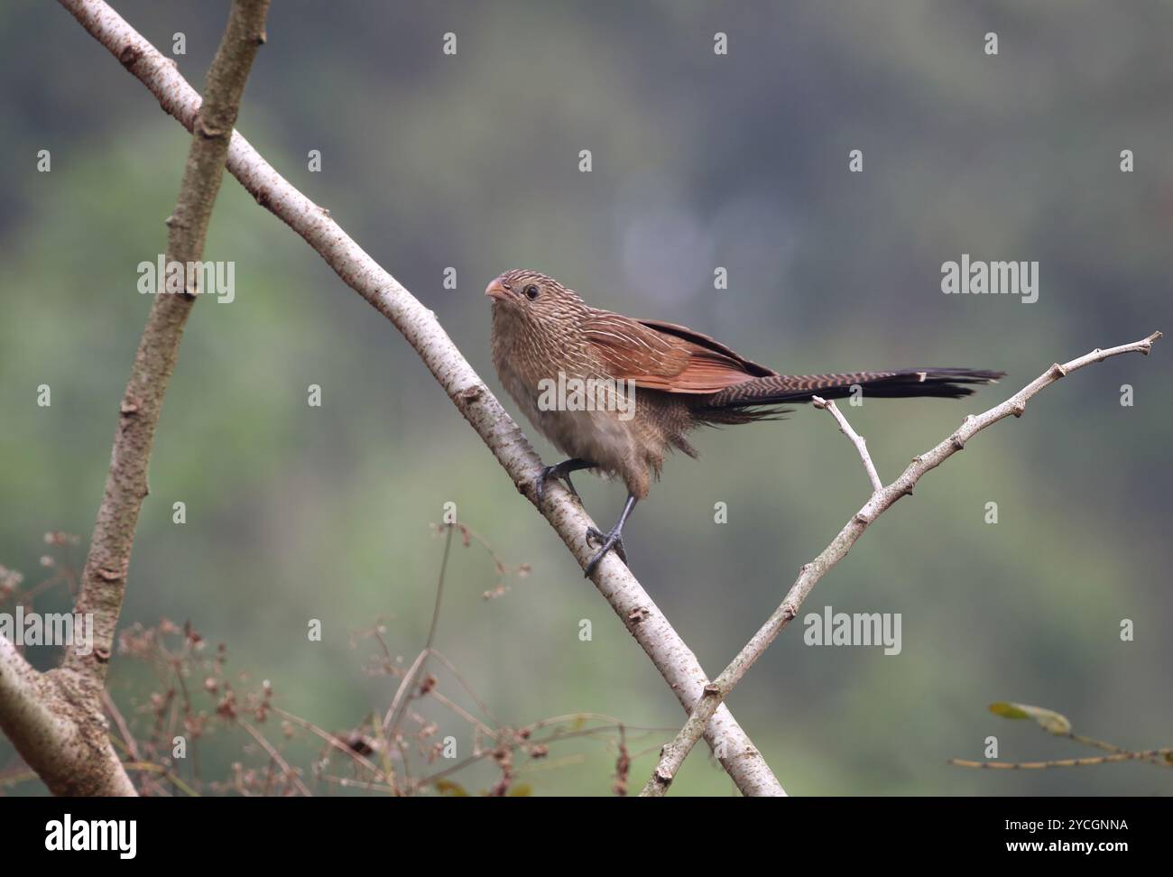 Lesser Coucal (Juvenile).lesser coucal is a species of cuckoo in the ...