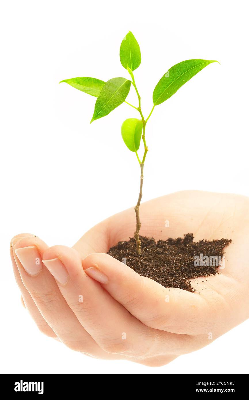 Hands holding green young Cut Out Stock Images & Pictures - Alamy
