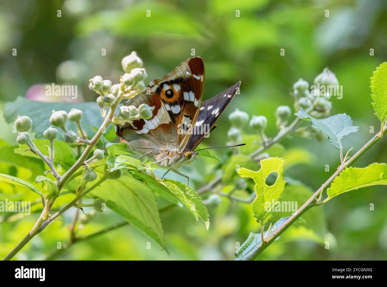Apatura iris uk hi-res stock photography and images - Alamy