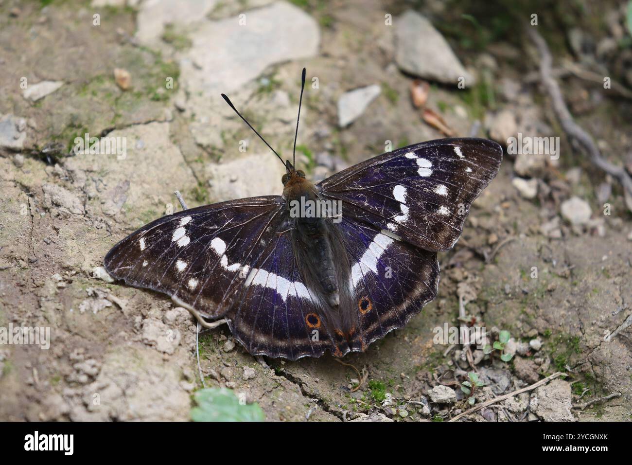 Purple Emperor Butterfly male - Apatura iris Stock Photo - Alamy