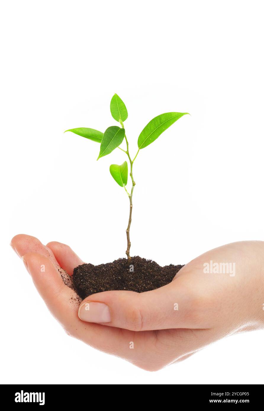 Hands holding green young Cut Out Stock Images & Pictures - Alamy