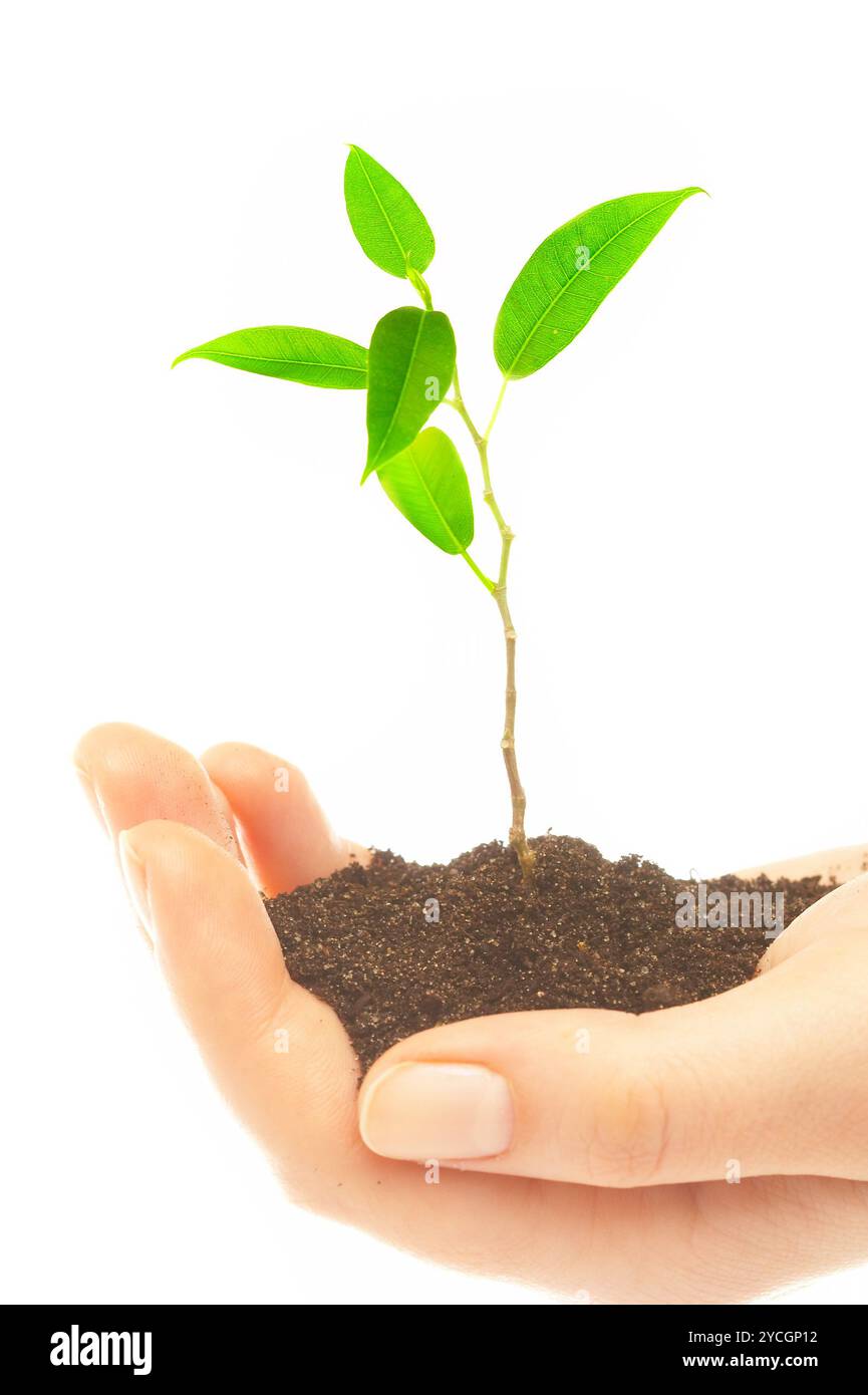 Hands holding green young Cut Out Stock Images & Pictures - Alamy