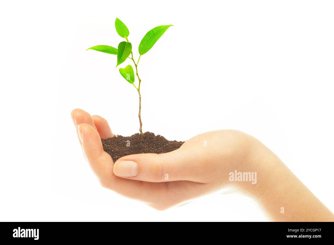 Human hands hold and preserve a young plant Stock Photo - Alamy