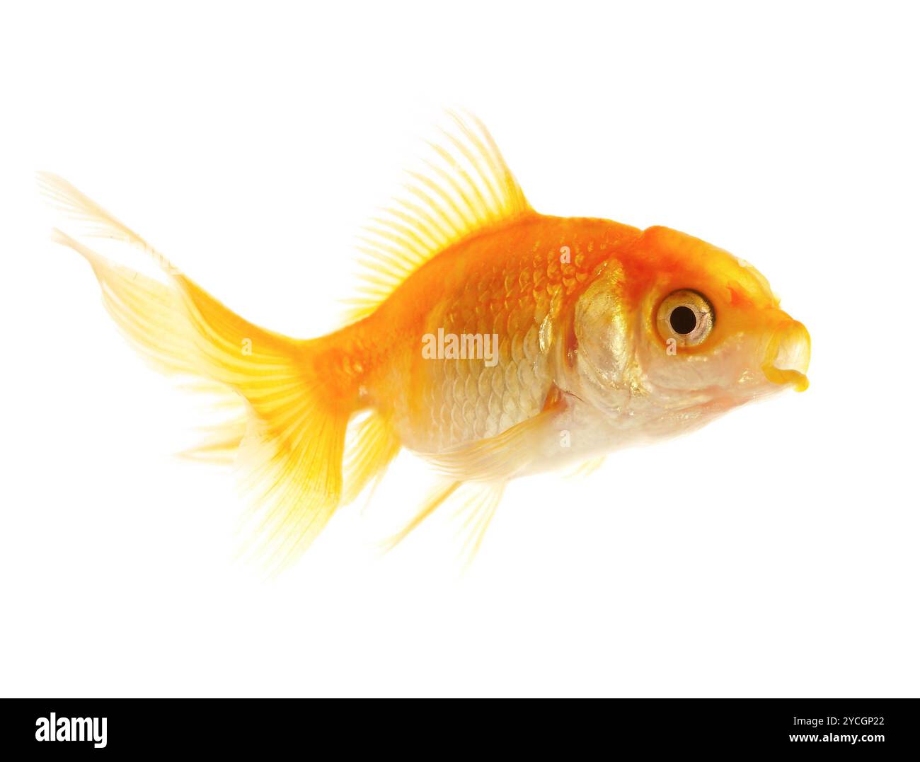 One small large red Cut Out Stock Images & Pictures - Alamy