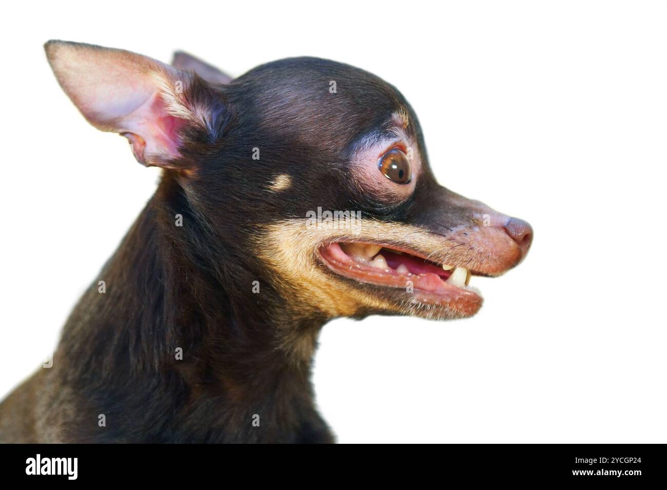 Toy terrie hi-res stock photography and images - Alamy