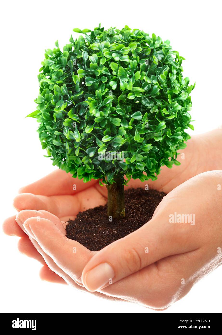 Human hands and tree Stock Photo - Alamy
