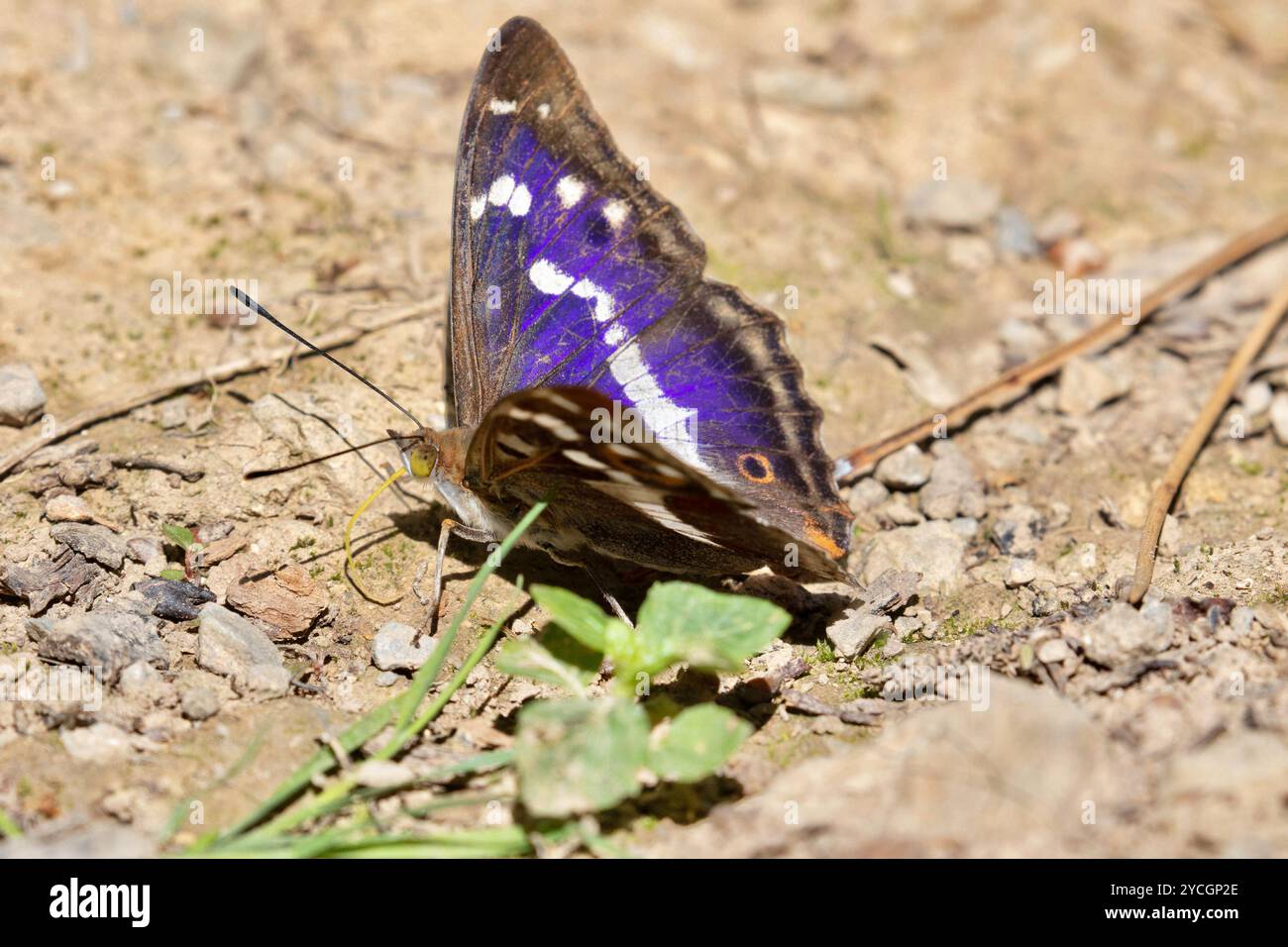 Purple Emperor Butterfly male - Apatura iris Stock Photo - Alamy