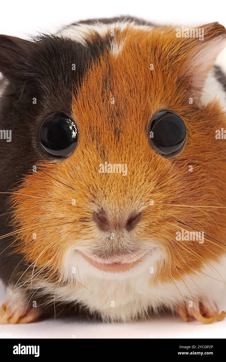 Photo of pig hi-res stock photography and images - Alamy