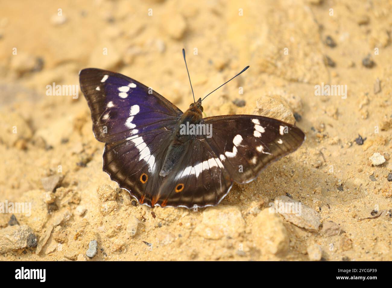 Purple Emperor Butterfly male - Apatura iris Stock Photo - Alamy