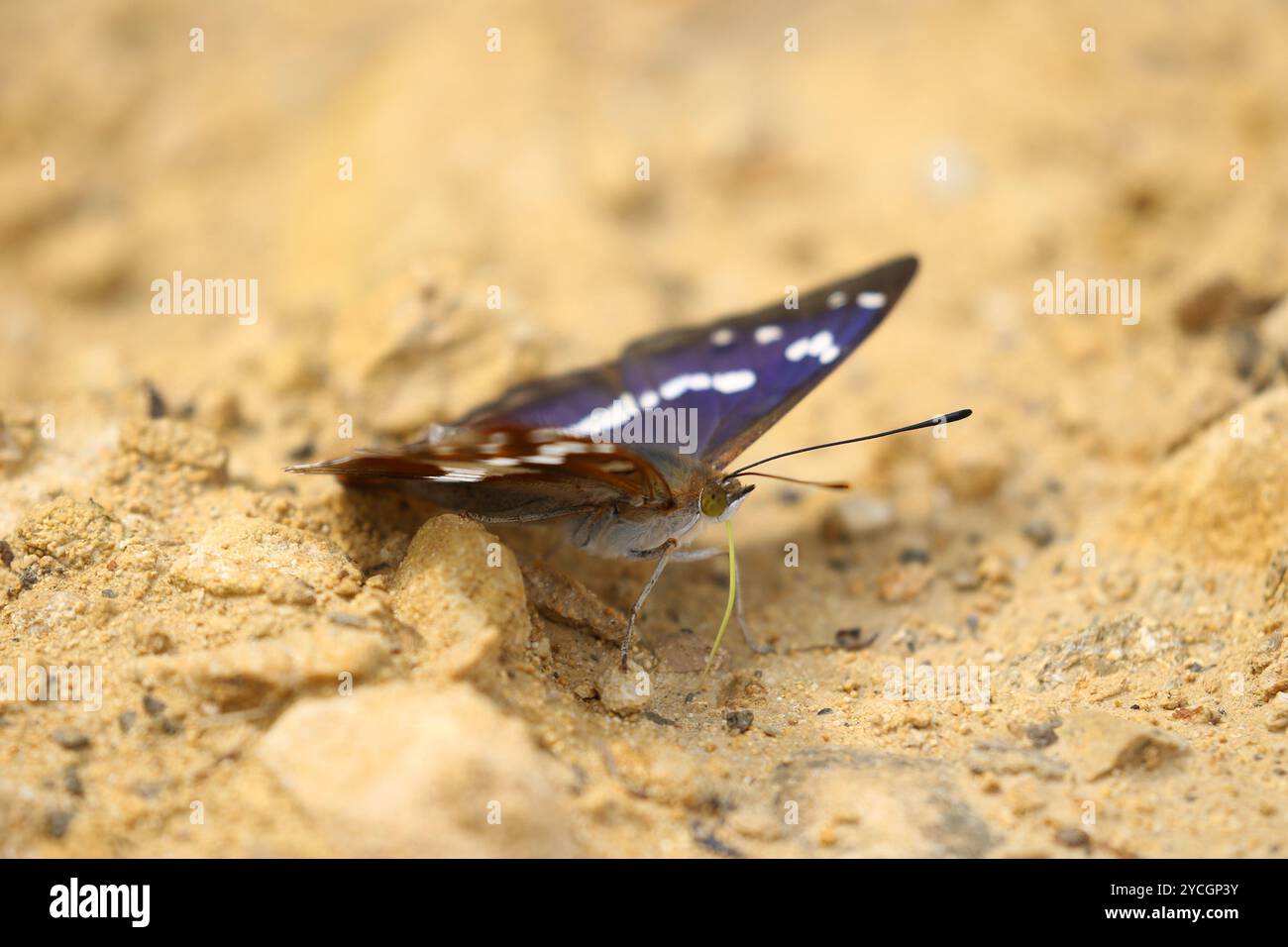 Purple Emperor Butterfly male - Apatura iris Stock Photo - Alamy