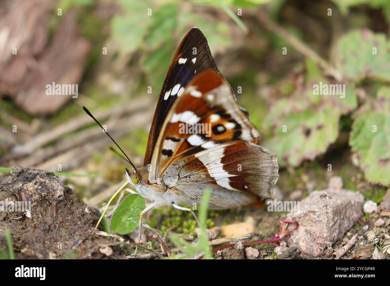 Purple emperor butterfly uk hi-res stock photography and images - Alamy