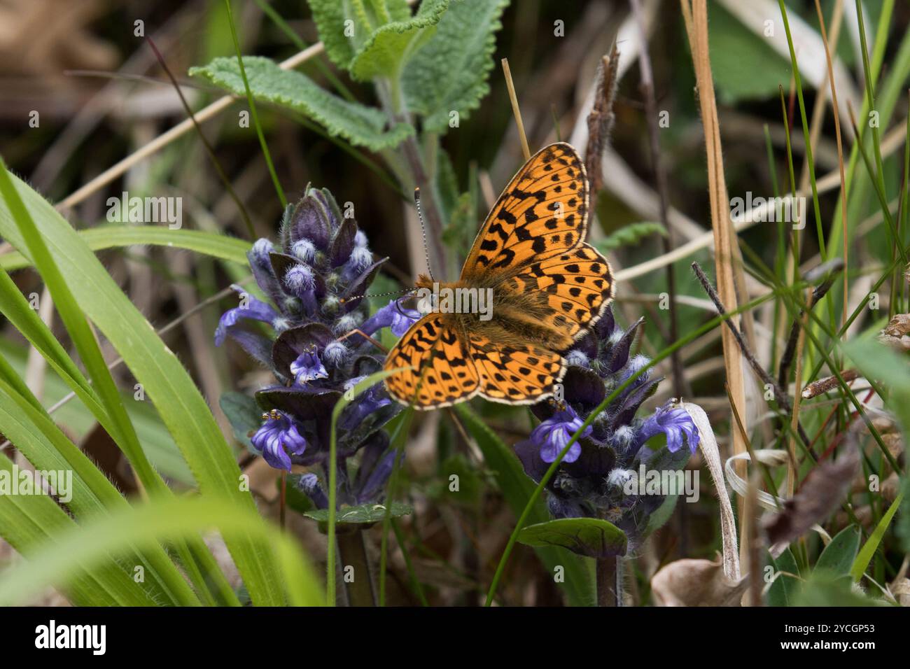 Black orange fritillary england hi-res stock photography and images - Alamy