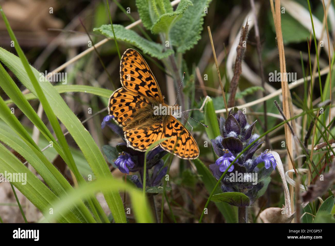 Black orange fritillary england hi-res stock photography and images - Alamy