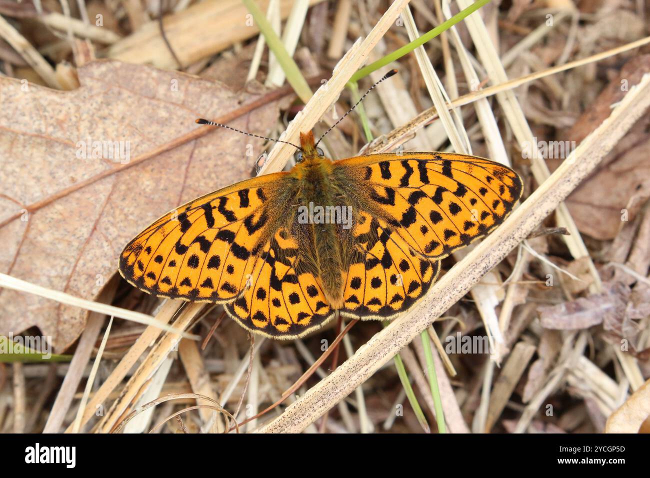 Black orange fritillary england hi-res stock photography and images - Alamy