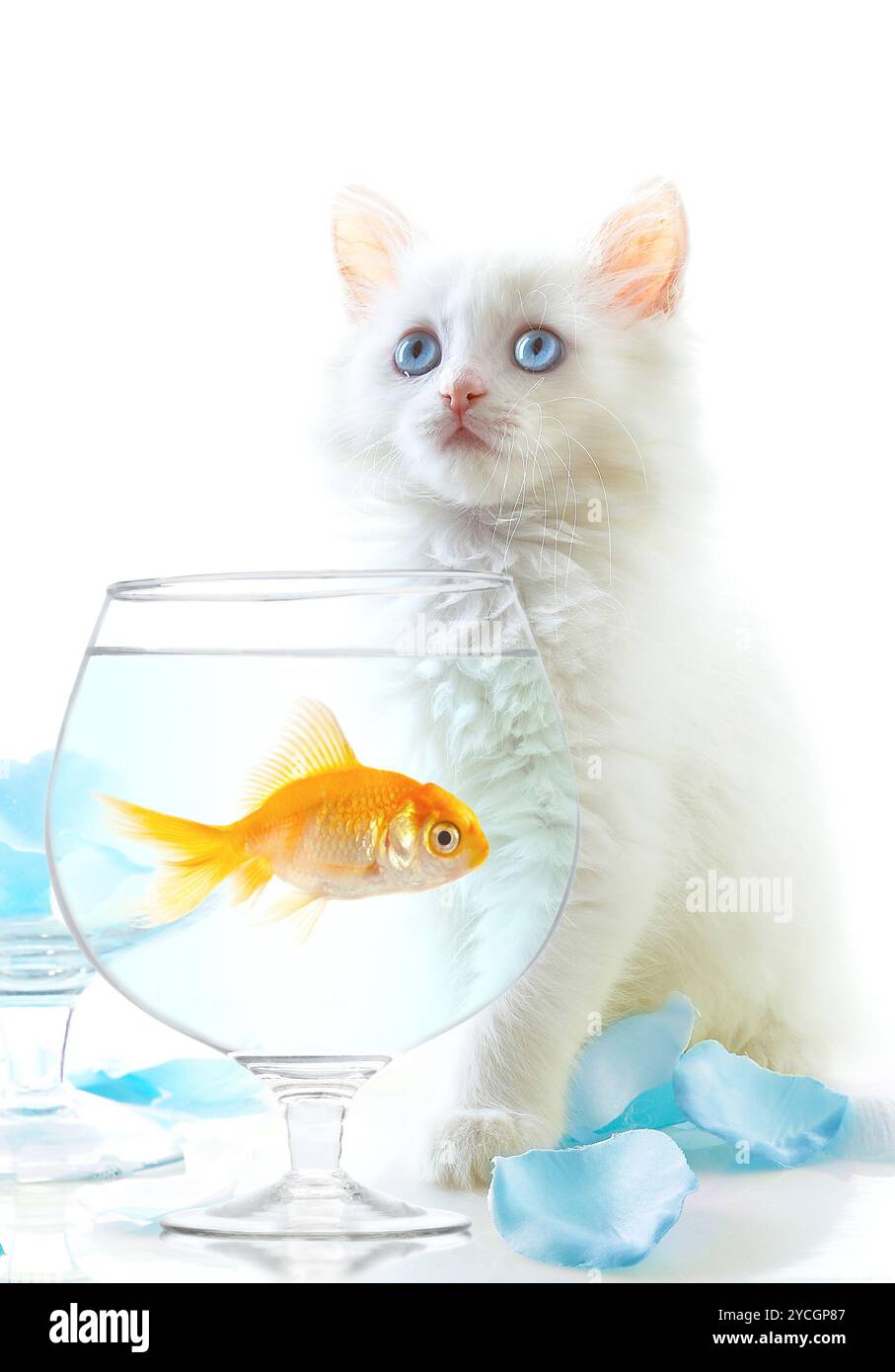 Kitten and fish Stock Photo - Alamy