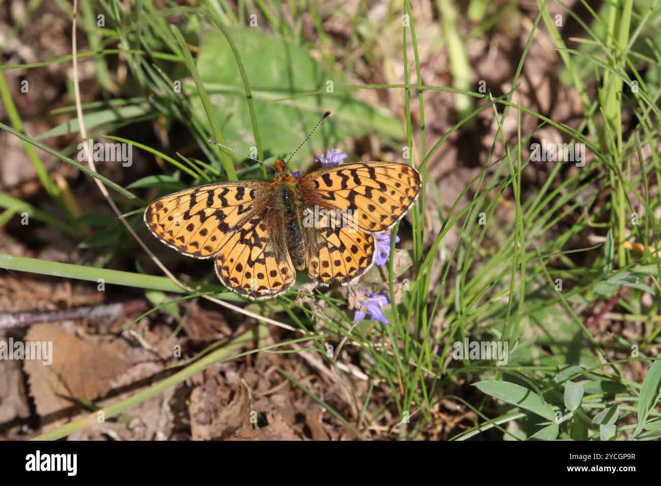 Black orange fritillary england hi-res stock photography and images - Alamy