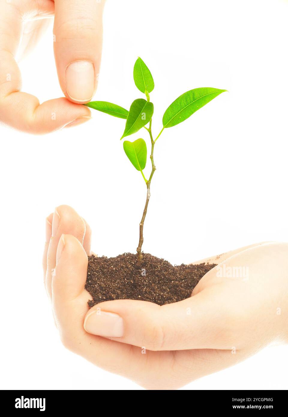 Human hands and young plant Stock Photo - Alamy