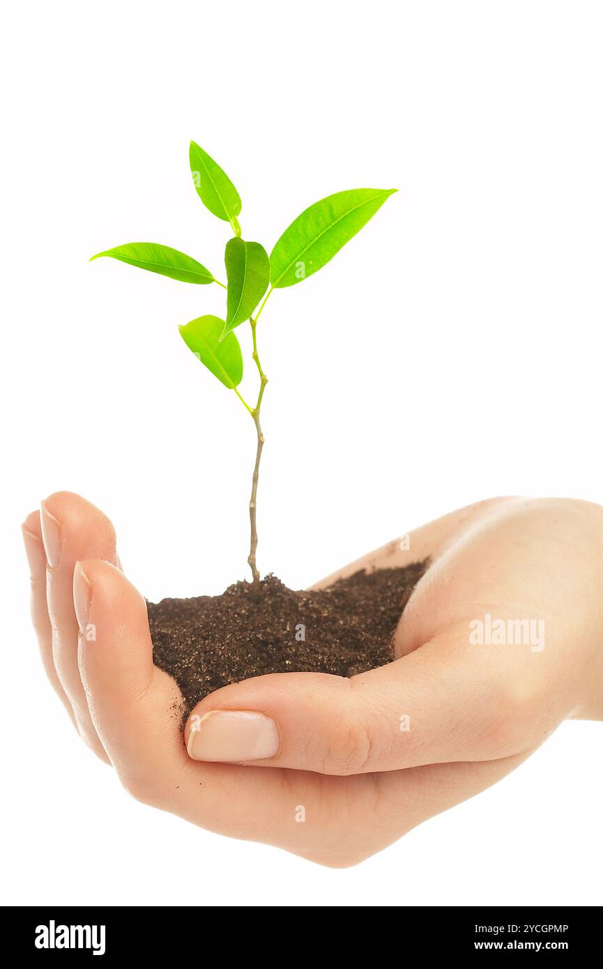 Human plants Cut Out Stock Images & Pictures - Alamy