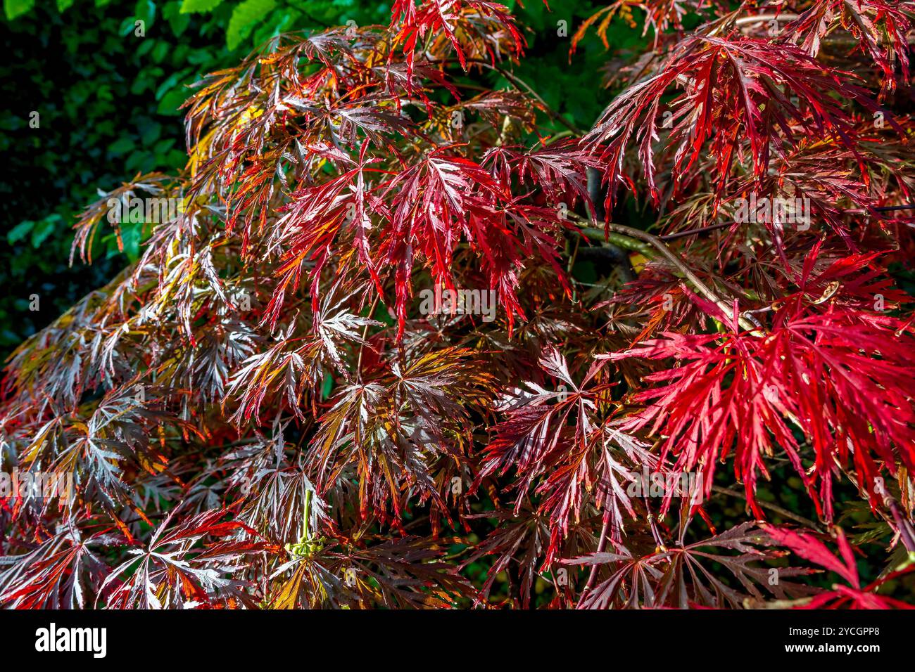 Red acer bush hi-res stock photography and images - Alamy