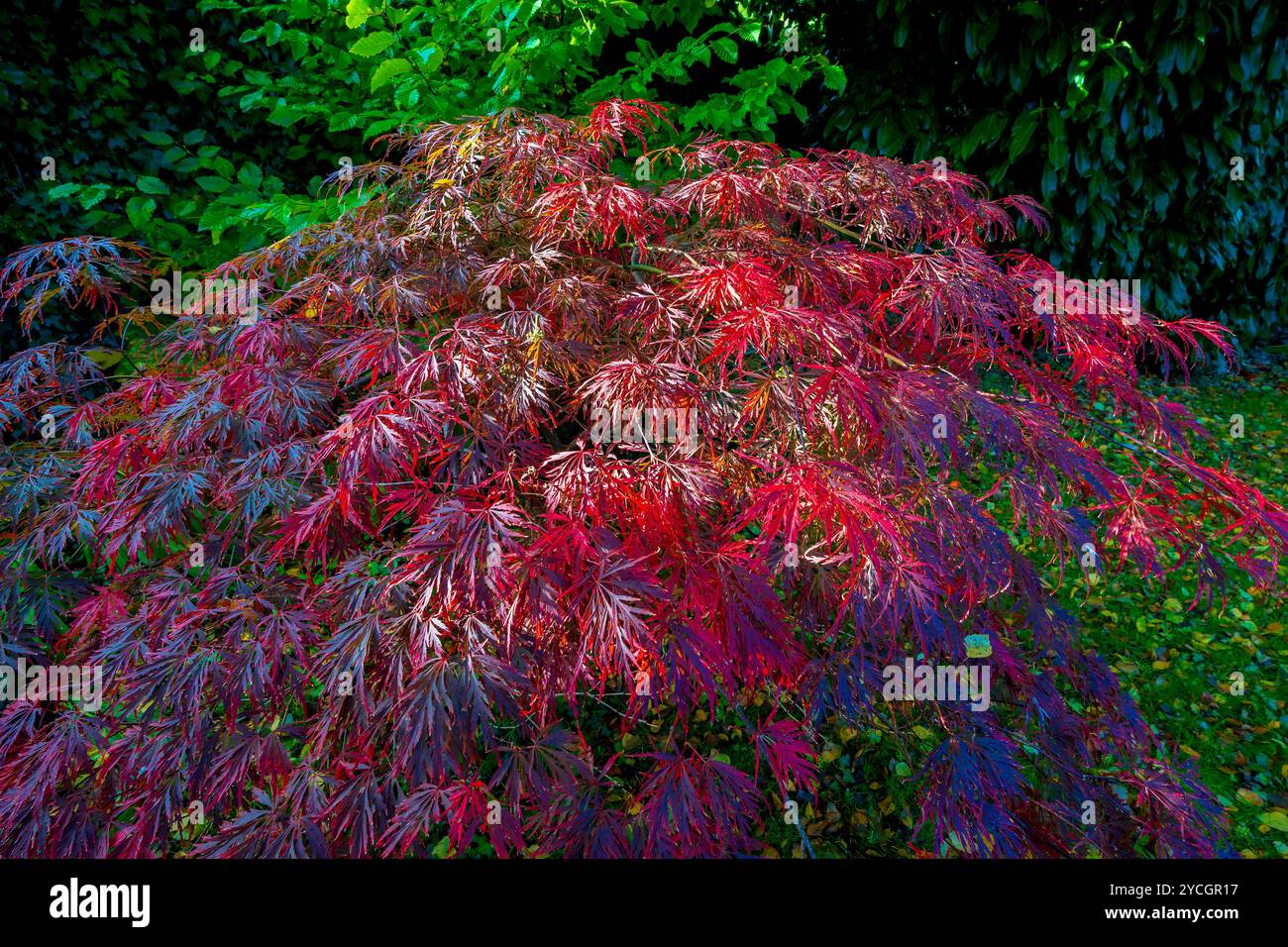 Acer palmatum bush hi-res stock photography and images - Alamy