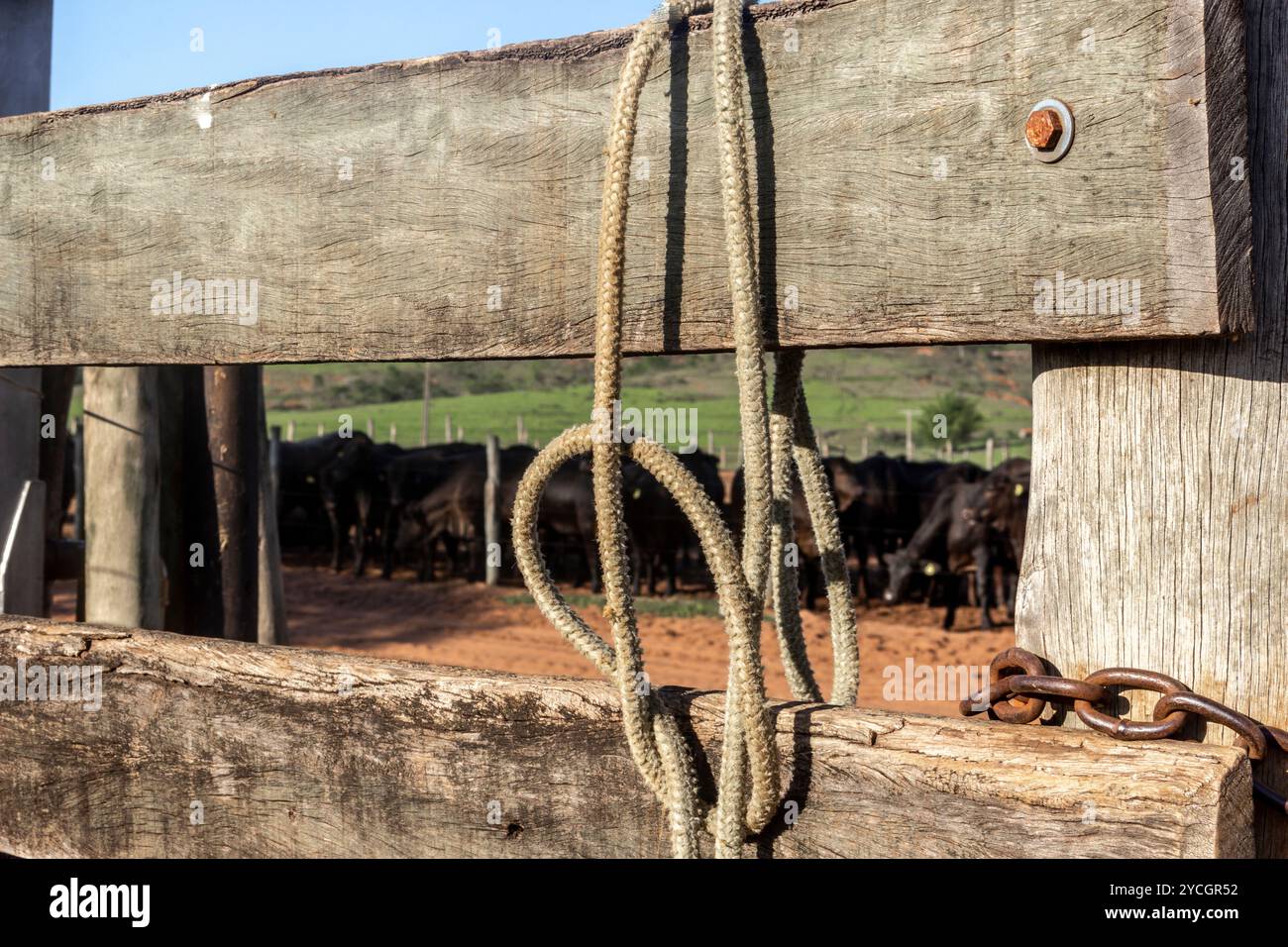 Rope with bow hanging from a wooden fence with angus cattle in the ...