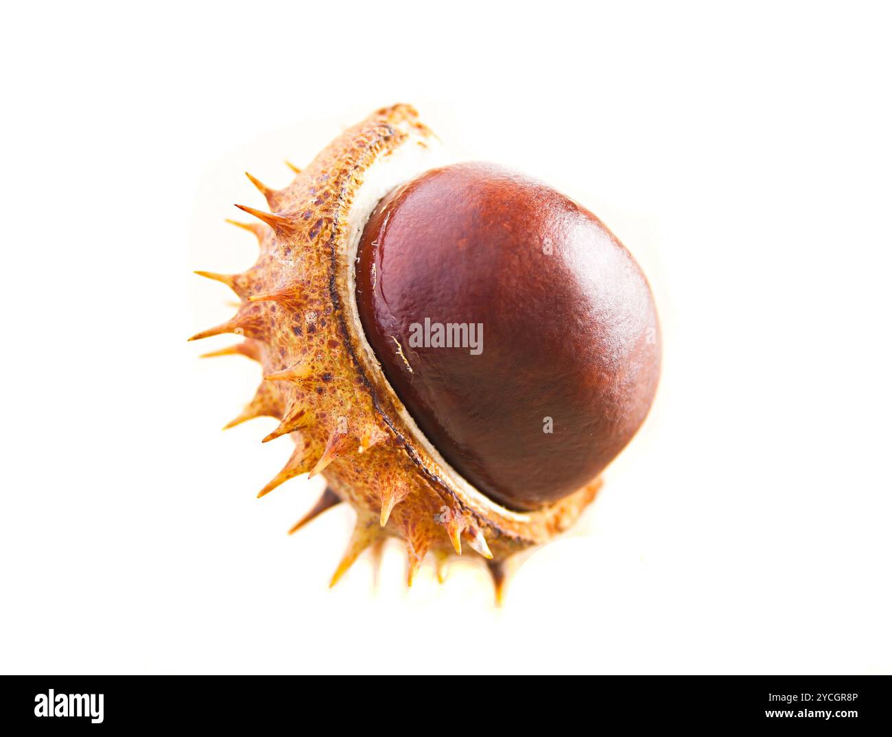 half chestnut in shell on white background Stock Photo - Alamy