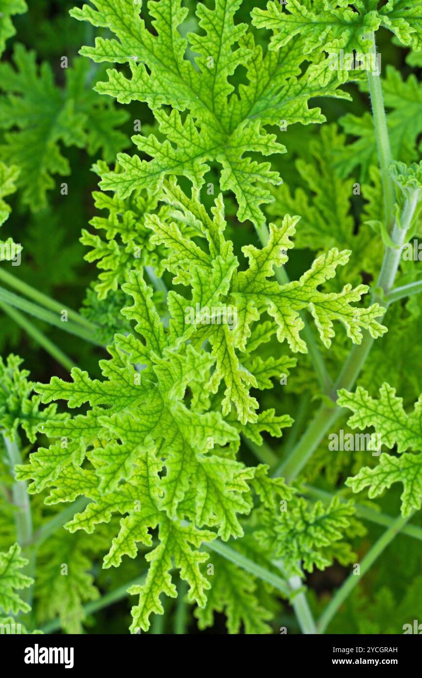 Geranium tree hi-res stock photography and images - Alamy