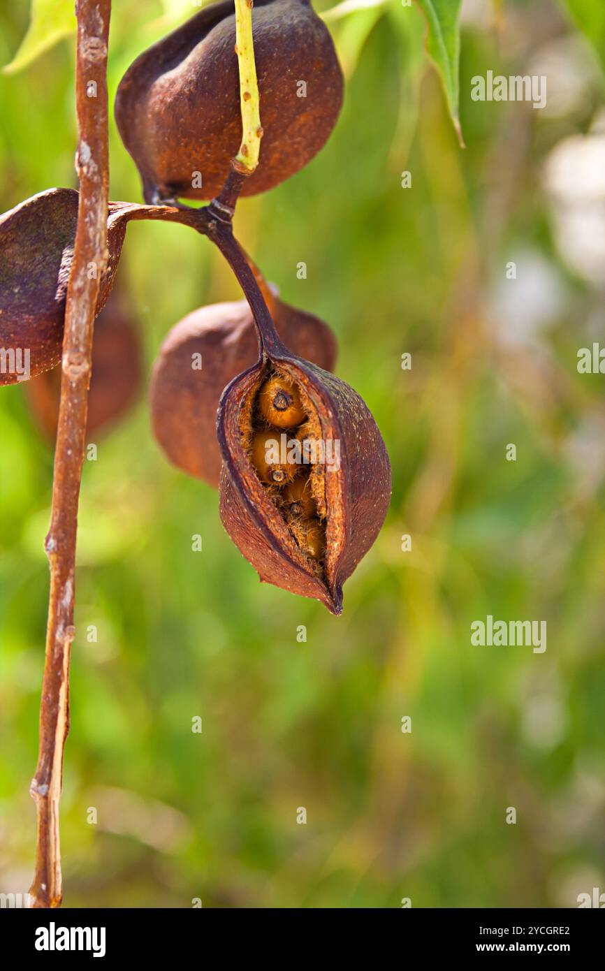 Brown fruit with seeds Stock Photo - Alamy