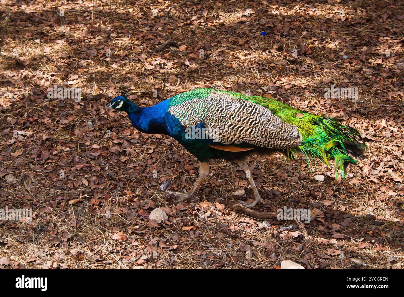 Peacock bird in summer park hi-res stock photography and images - Alamy