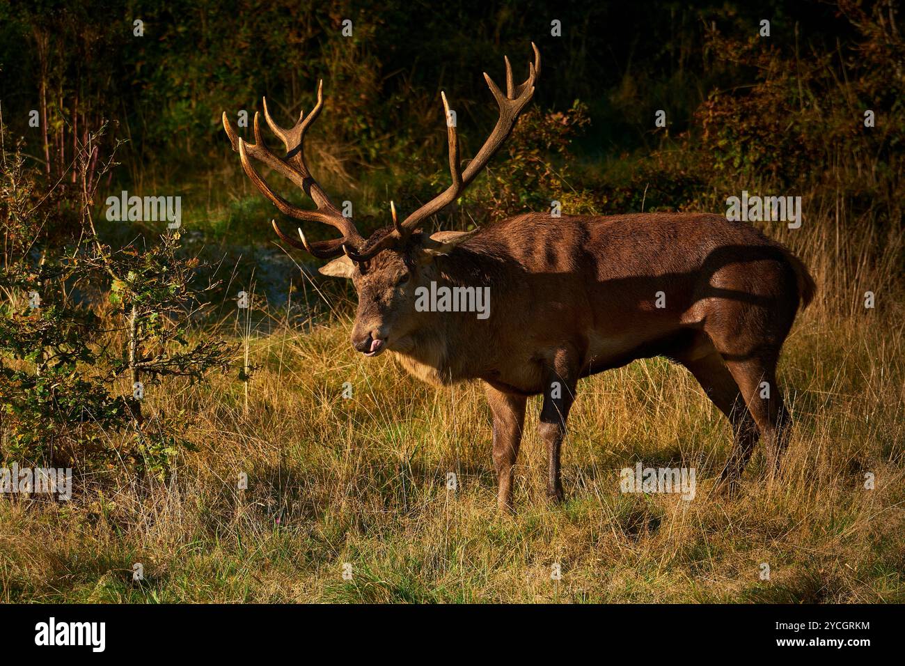 Red deer imperial stag scotland hi-res stock photography and images - Alamy