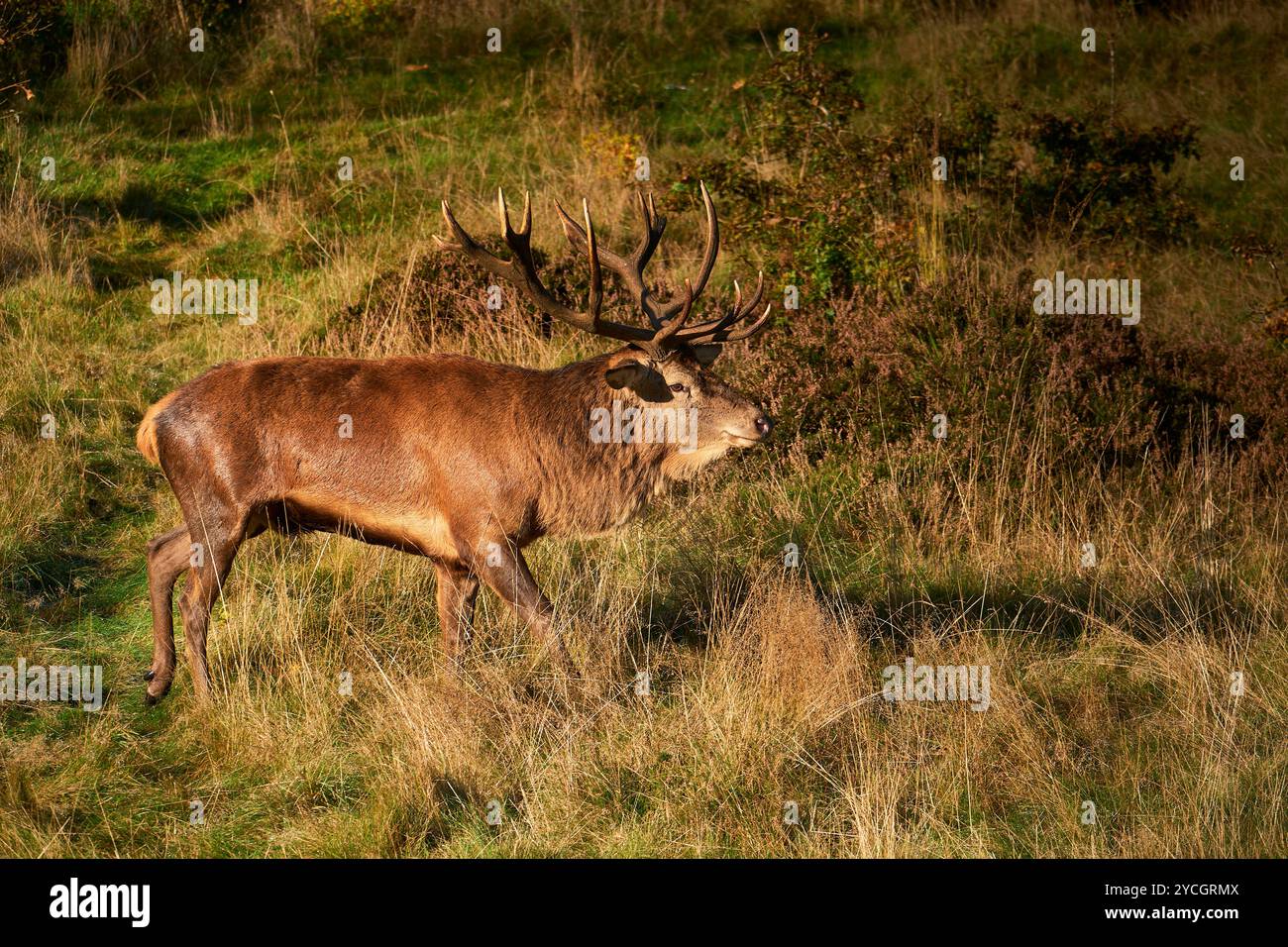 Red deer imperial stag scotland hi-res stock photography and images - Alamy