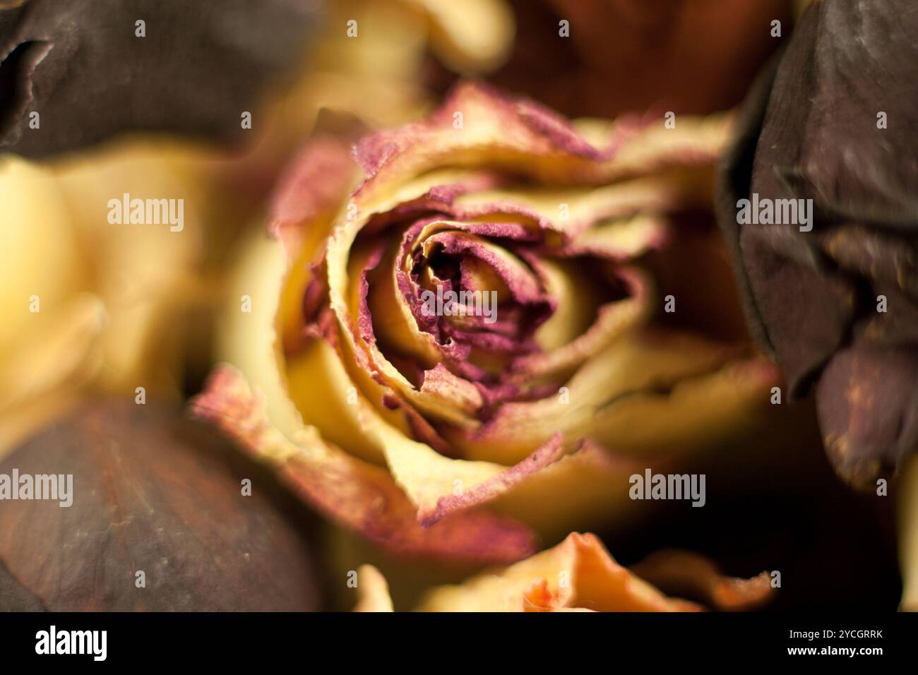 Dry flower - bud rose Stock Photo - Alamy