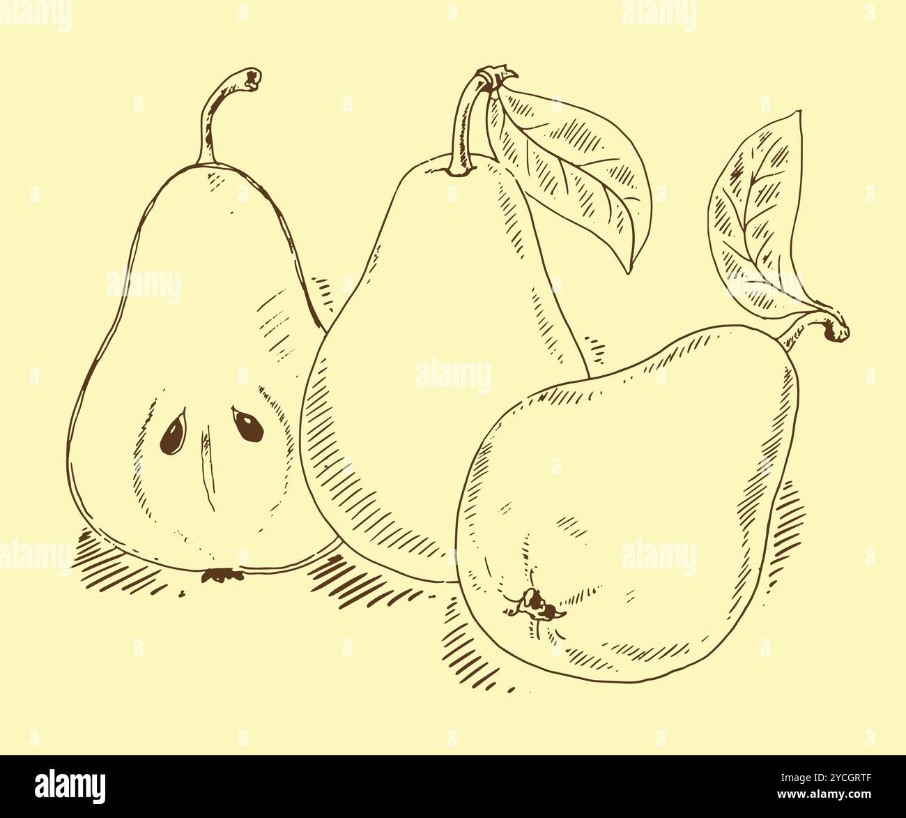 Pear tree illustration Stock Vector Images - Alamy