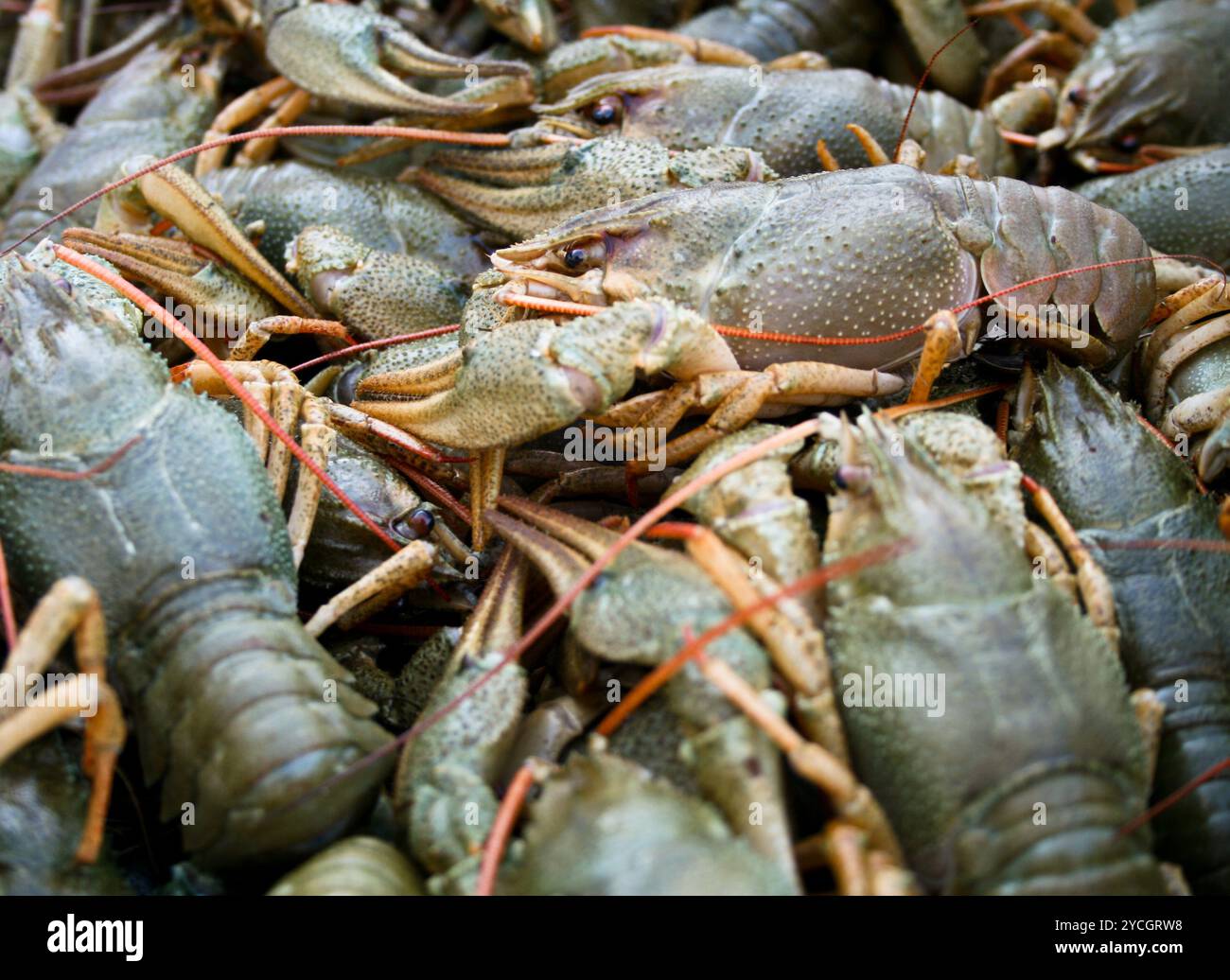 Crawfish restaurant hi-res stock photography and images - Alamy