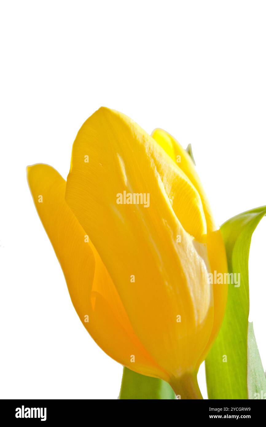 Rare tulip color hi-res stock photography and images - Alamy