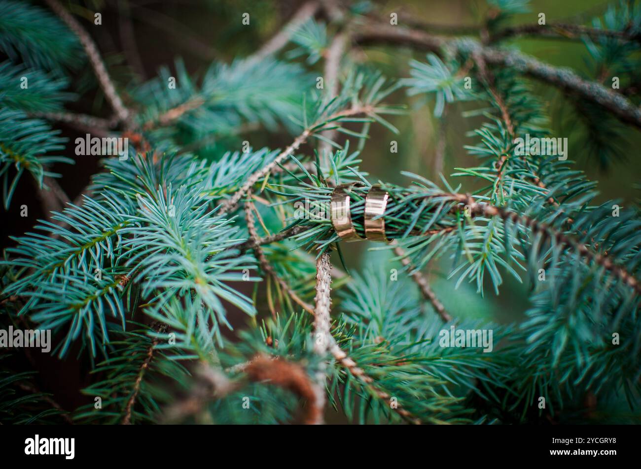 Enchanted Forest Elegance: Wedding Rings Nestled Among Pine Branches ...