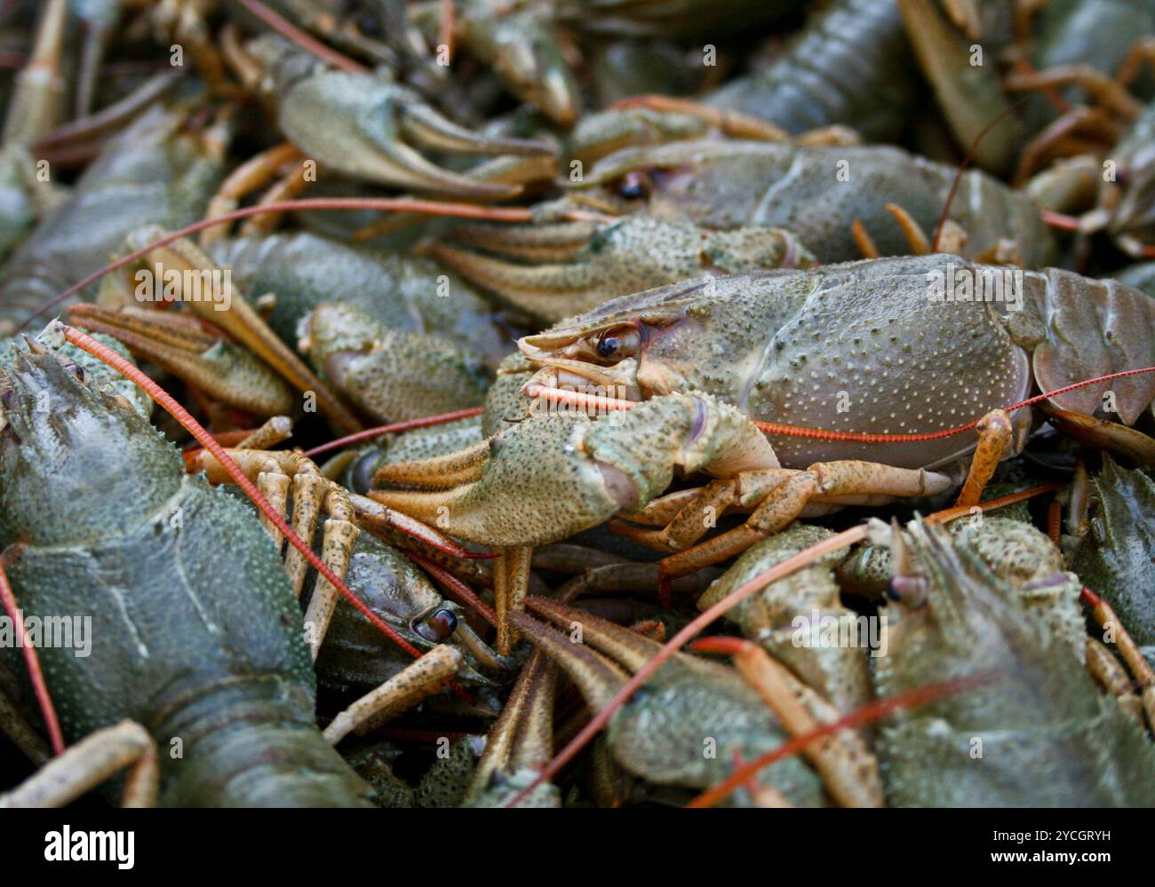 living crawfish before cooking Stock Photo - Alamy