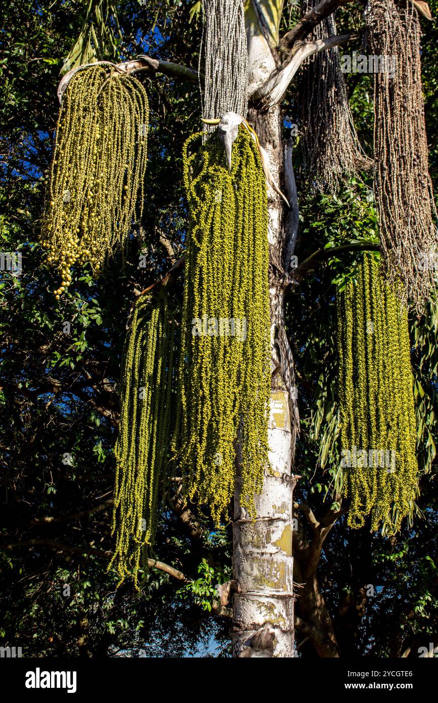Palm fishtail hi-res stock photography and images - Alamy