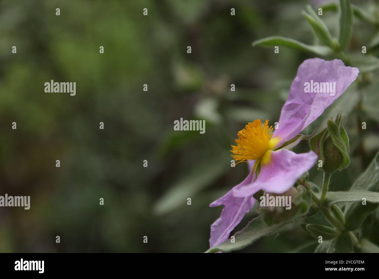 Albidus hi-res stock photography and images - Alamy
