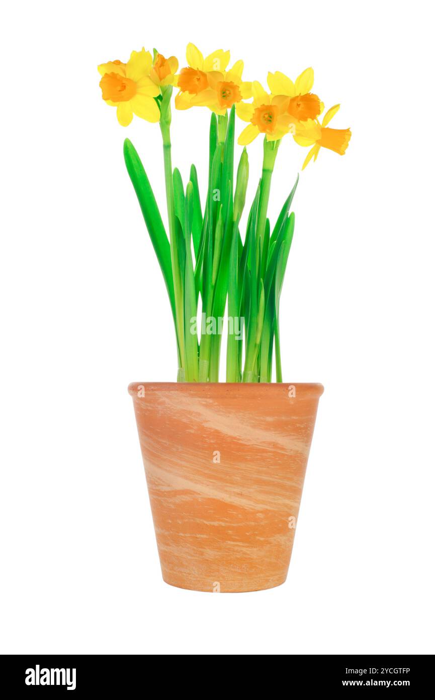 Springtime garden Cut Out Stock Images & Pictures - Alamy