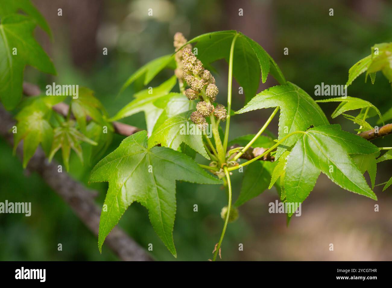 American sweetgum (Liquidambar styraciflua) green leaves. The tree is ...
